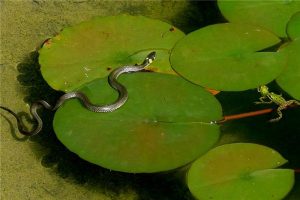 The meaning and symbol of eating snake gall in dreams – Online Dream ...